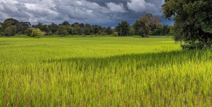 Rice (Paddy) Crops of Pakistan